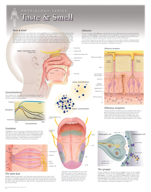 Smell and Taste Poster - Clinical Charts and Supplies