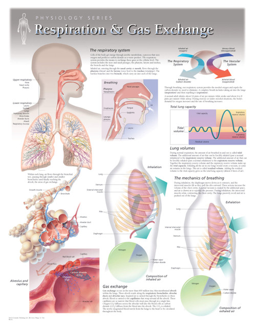 Respiration and Gas Exchange Anatomy Poster - Clinical Charts and Supplies