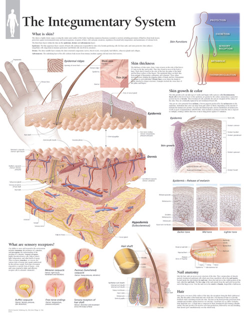 The Integumentary System Poster - Clinical Charts and Supplies