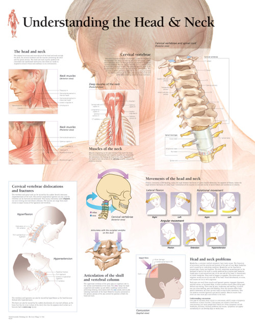 Head and Neck Poster - Clinical Charts and Supplies