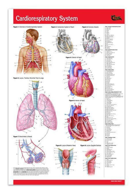 Cardiorespiratory System Poster - Clinical Charts and Supplies