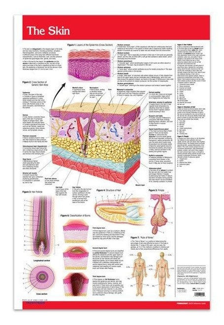 The Skin Poster - Clinical Charts and Supplies