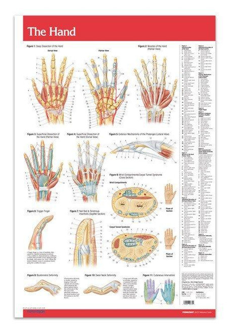 Hand Joint Medical Anatomy Poster - Clinical Charts and Supplies