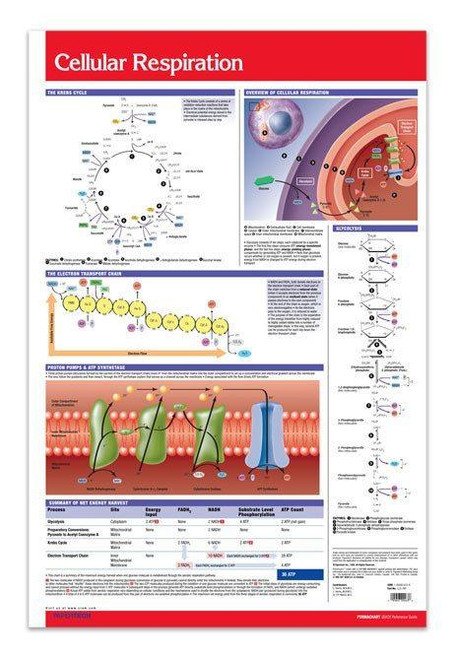 Cellular Respiration Poster - Clinical Charts and Supplies