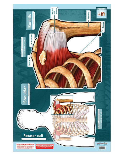 Shoulder and Rotator Cuff- Sticky Wall Chart - Clinical Charts and Supplies