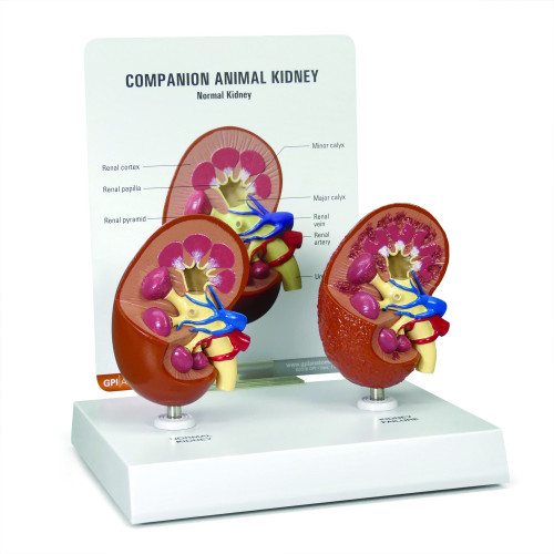 Animal Kidney Model - Clinical Charts and Supplies