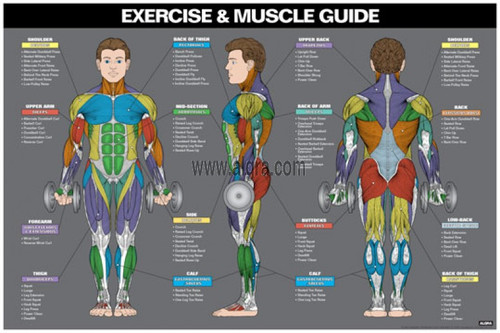 Male Exercise and Muscle Poster- Dark Version - Clinical Charts and ...