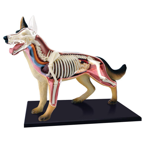 Dog Anatomy Model Kit - Clinical Charts and Supplies