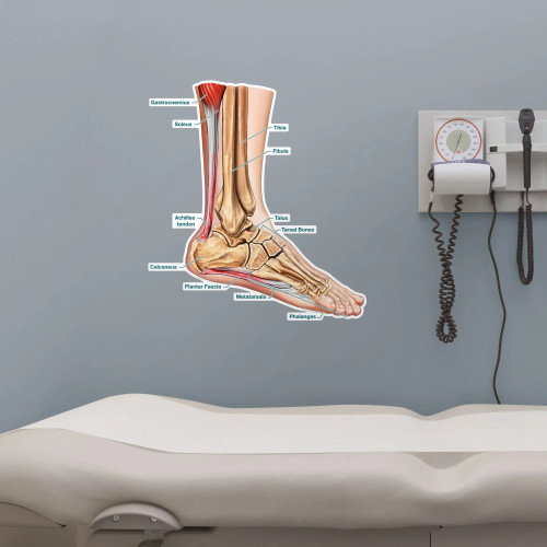 Ankle and Foot Sticky Wall Poster - Clinical Charts and Supplies