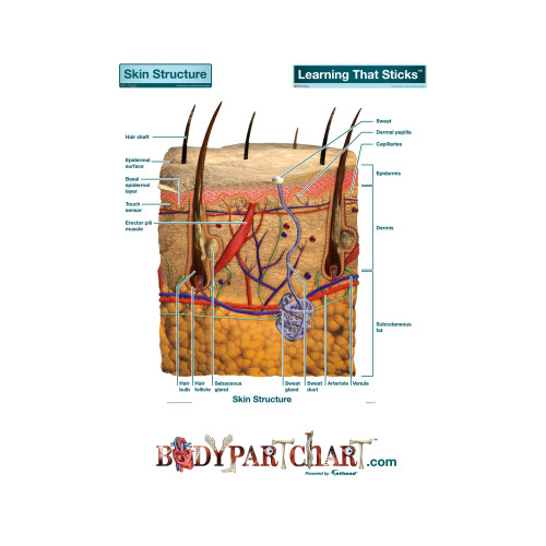 Skin Cross Section Sticky Wall Poster - Clinical Charts and Supplies