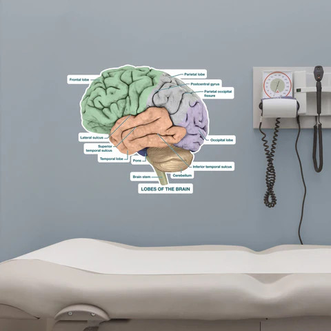 Brain Sticky Wall Poster - Clinical Charts and Supplies