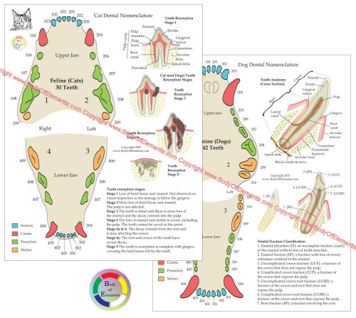 Cat And Dog Dental Chart - Clinical Charts and Supplies