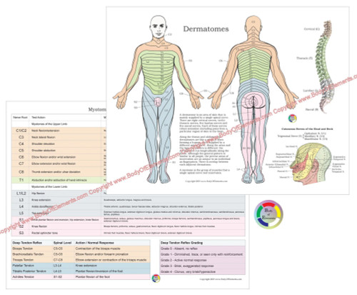 Dermatome Chart Spine