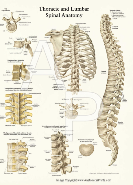 Thoracic and Lumbar Spinal Anatomy Poster - Clinical Charts and Supplies