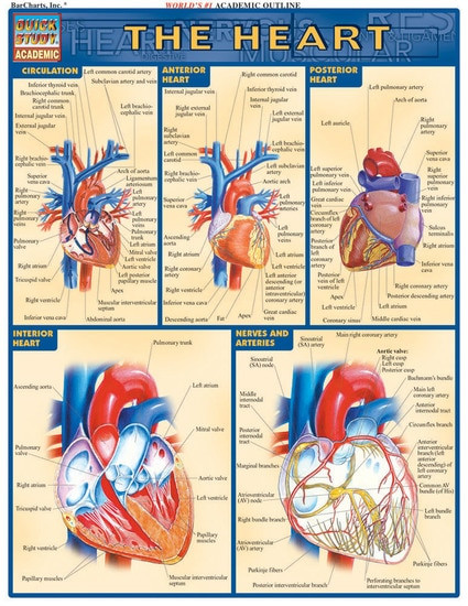 Anatomy Posters and Charts-Cardiovascular