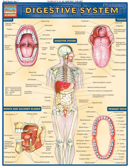 Digestive System Chart - Clinical Charts and Supplies