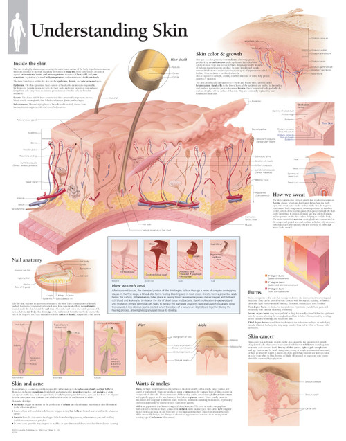 Understanding the Skin Anatomy Poster - Clinical Charts and Supplies