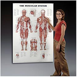Muscular System Giant Anatomical Chart - Clinical Charts and Supplies