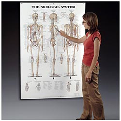 Skeletal System Giant Anatomical Chart - Clinical Charts and Supplies