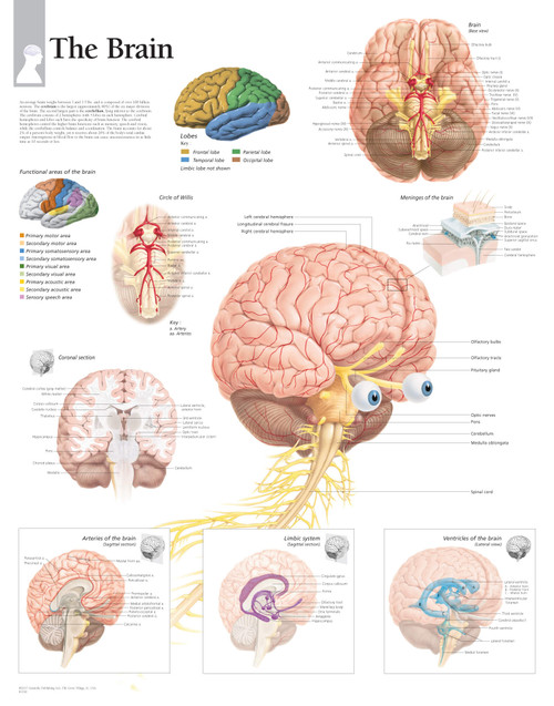 Brain Anatomy Poster 2 Clinical Charts And Supplies Brain Anatomy Poster 2 Clinical Charts And Supplies