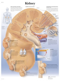 Kidney Anatomy Poster - Clinical Charts and Supplies
