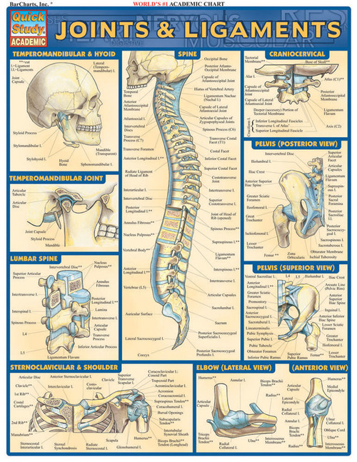 Joints & Ligaments Anatomy Chart - Clinical Charts and Supplies