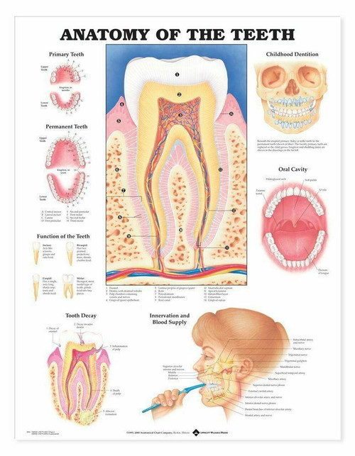 Dental-Charts and Posters