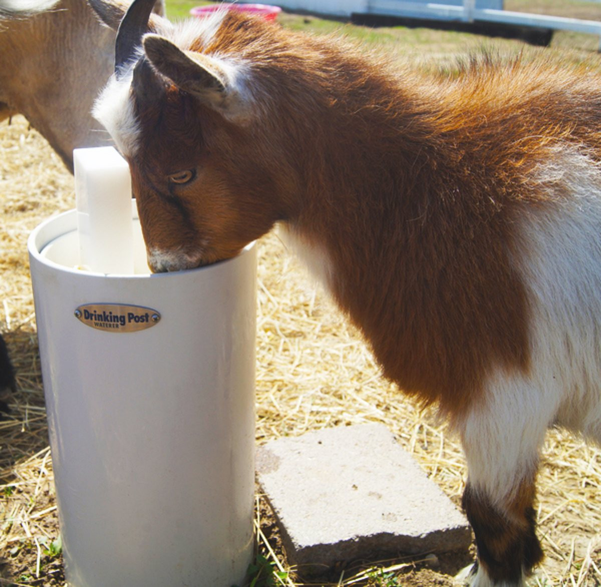 The Ultimate Drinking Post Waterer