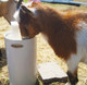 The Ultimate Drinking Post Waterer