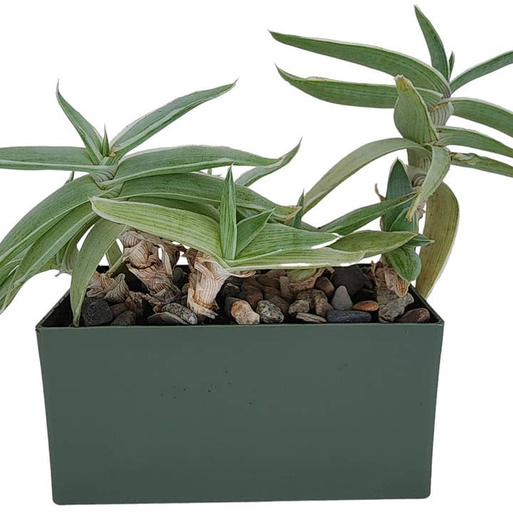 Aloe Grow Kit