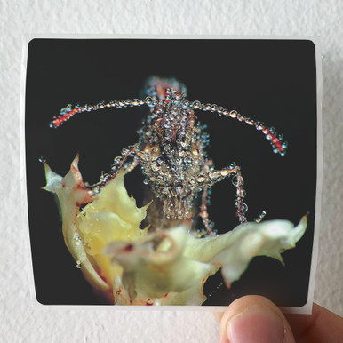 Gang Gang Dance Eye Contact Album Cover Sticker