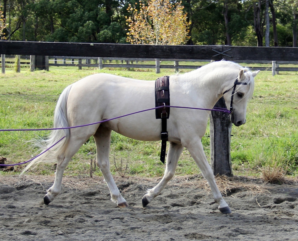 Long Reins - Double Dan Horsemanship Pty Ltd Store