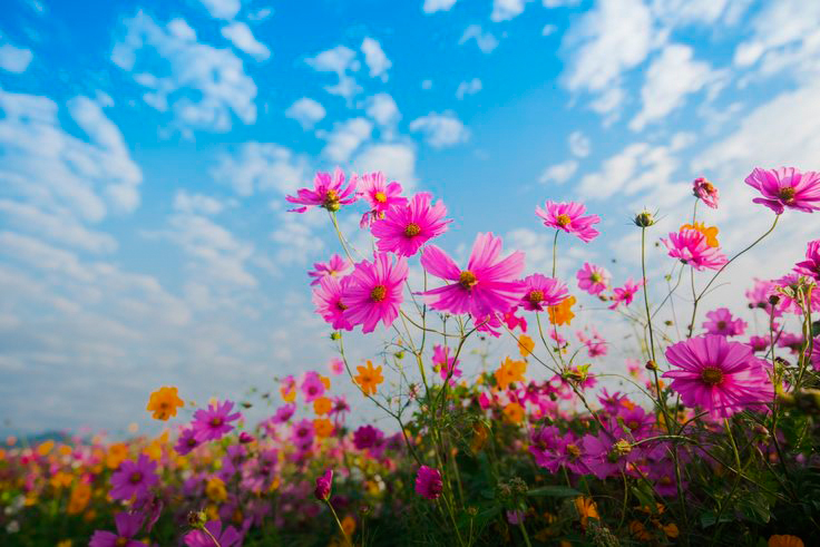 Encuentra la Primavera - Baranetos