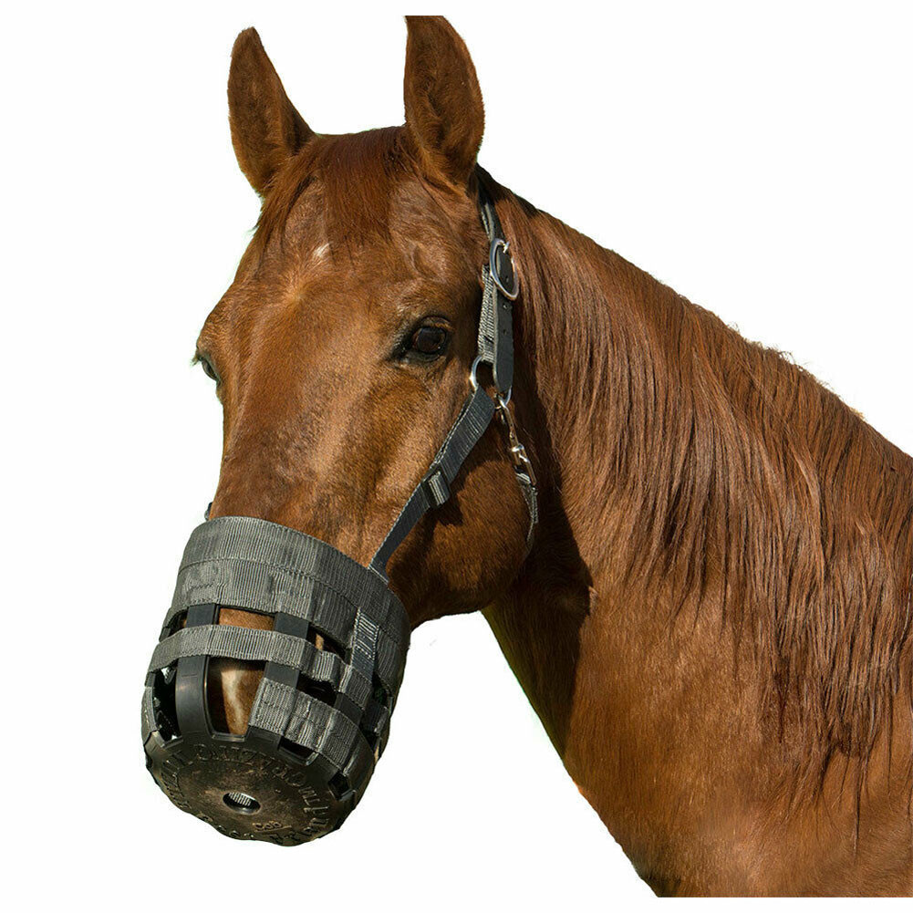 INTREPID INTERNATIONAL Leather Crown Muzzle BF02L