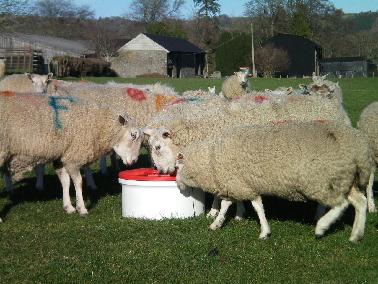 Liquid Feeds/ Molasses Blends