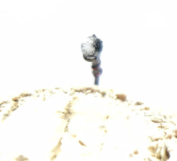 ASB Chironomid Pupa