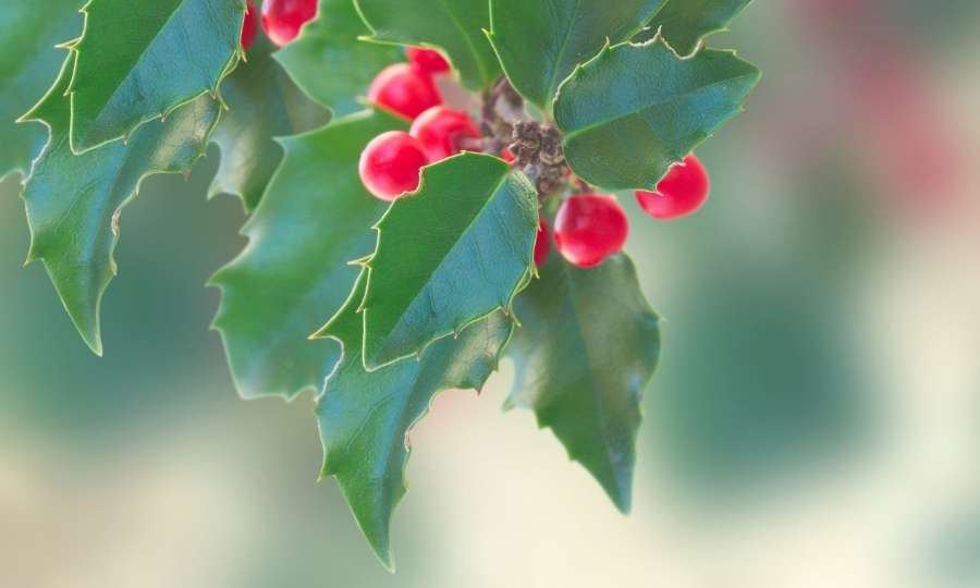 Did You Know: Christmas Traditions - MerryStockings