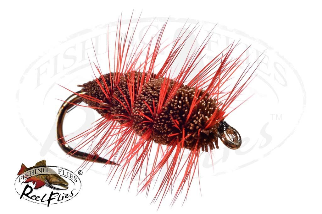 Brown Orange Buck Bug