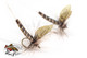 Realistic BWO Mayfly Dry Fly | ReelFlies