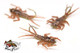 ReelFlies Ultra Realistic Black Mayfly Nymphs – Hand-Crafted Quality ...