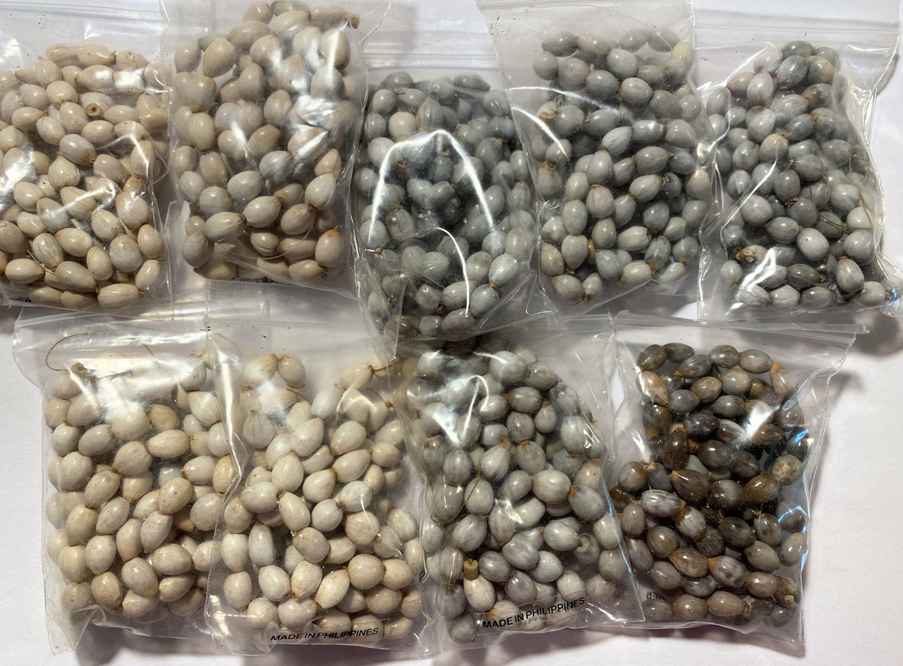 Bead, Job's Tears Natural 9-10mm Drop Beads with 0.7mm Hole / 36 Inch ...