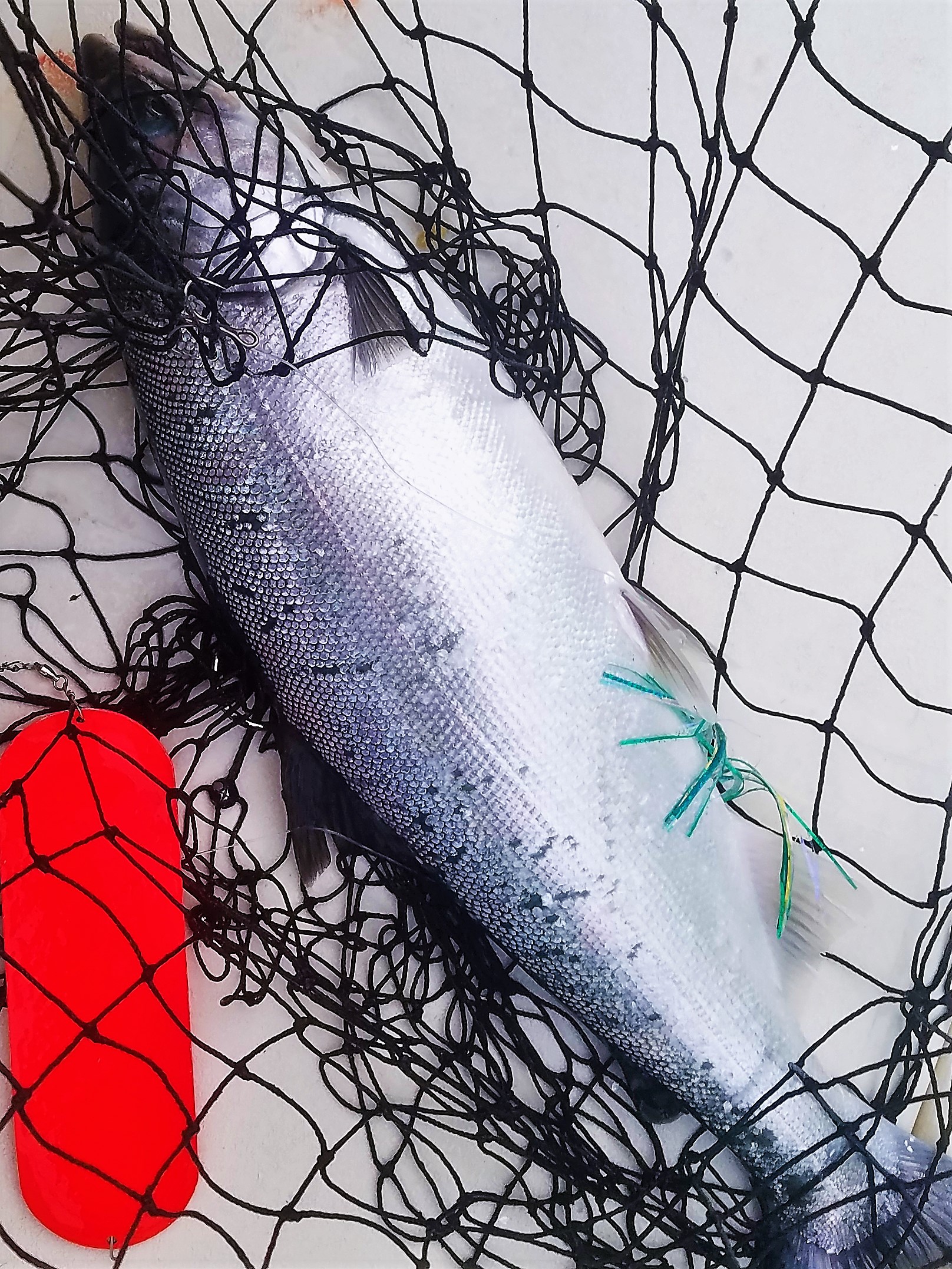 The forgotten art of multi-species fishing with an 8" Metal Dodger ...