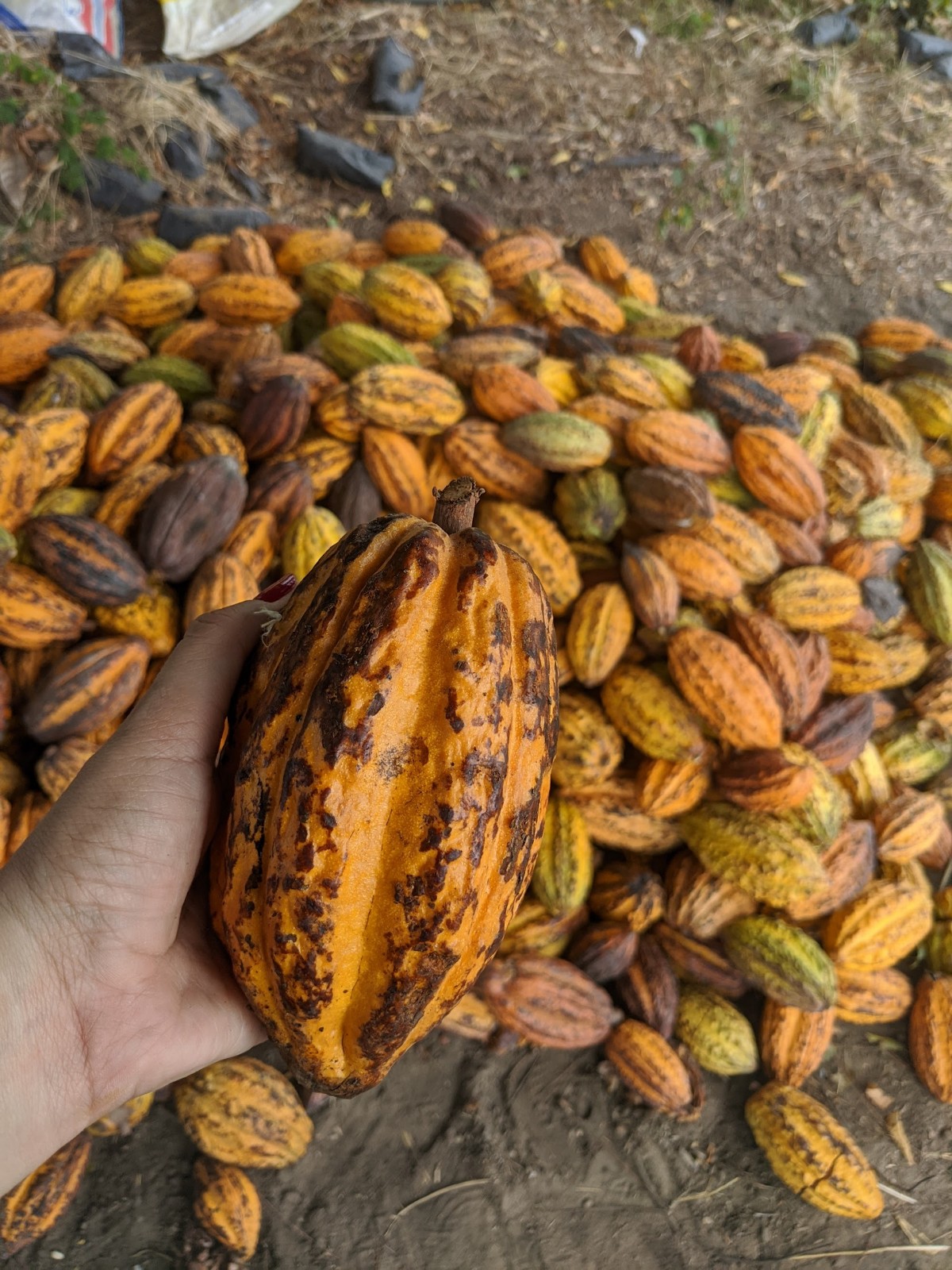 CocoaSupply donates Cocoa Husk to Stanford University Engineering ...