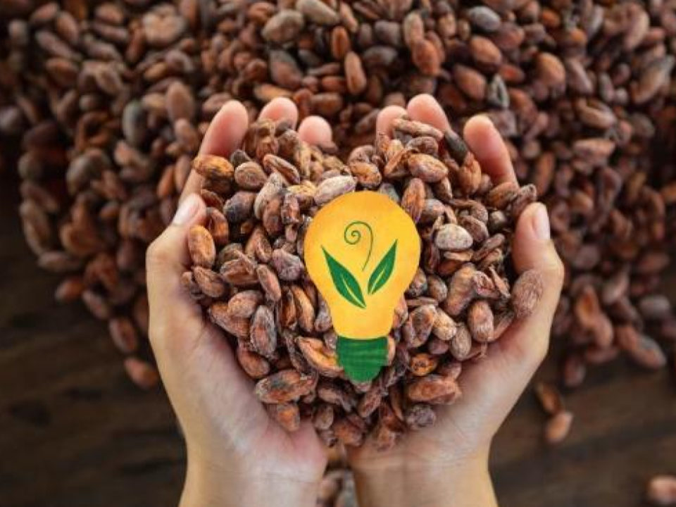 Minimizing Waste in Cacao: Sustainable Solutions and Innovative Ideas ...