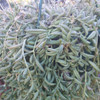 Plants - Succulents - Four Seasons Nursery