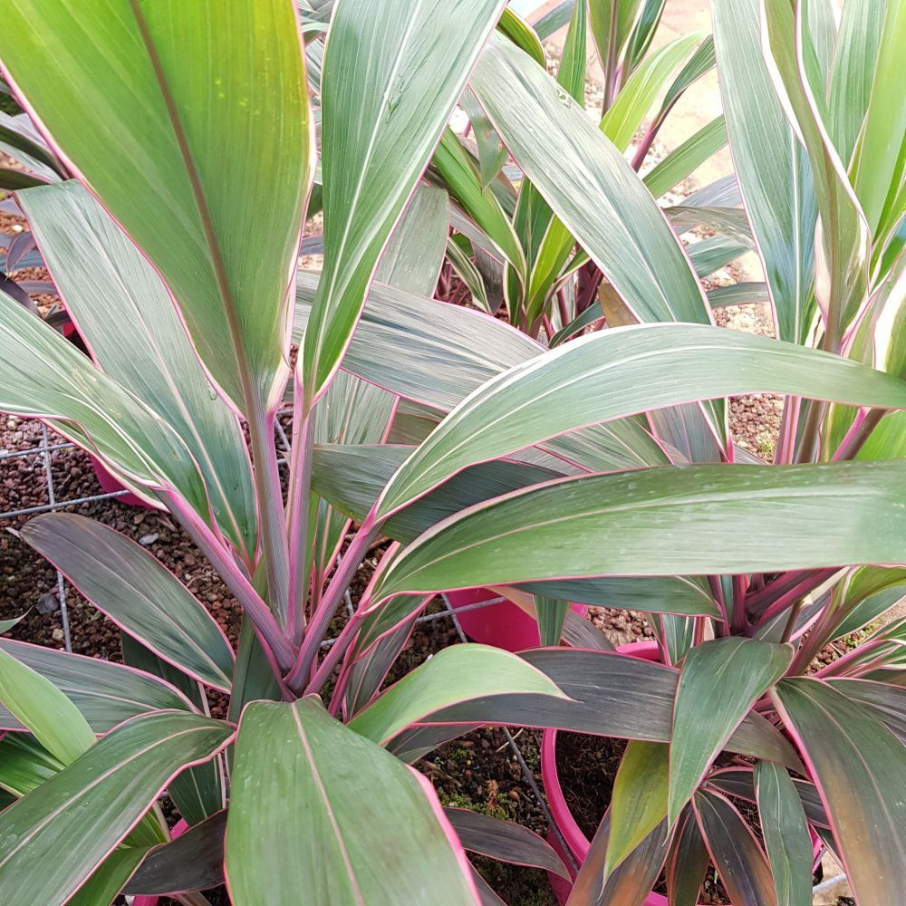 Cordyline Pink Diamond - Four Seasons Nursery