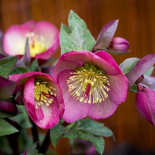 Helleborus 'Annas Red' 175 mm - Four Seasons Nursery