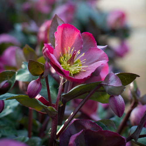 Helleborus 'Annas Red' 175 mm - Four Seasons Nursery