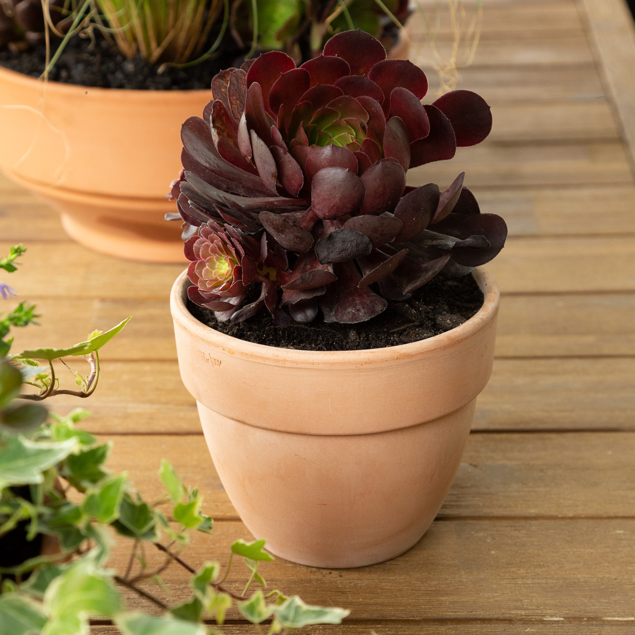 Terracotta Low Bell Pot - Four Seasons Nursery