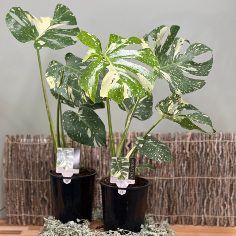 Monstera 'Thai Constellation'